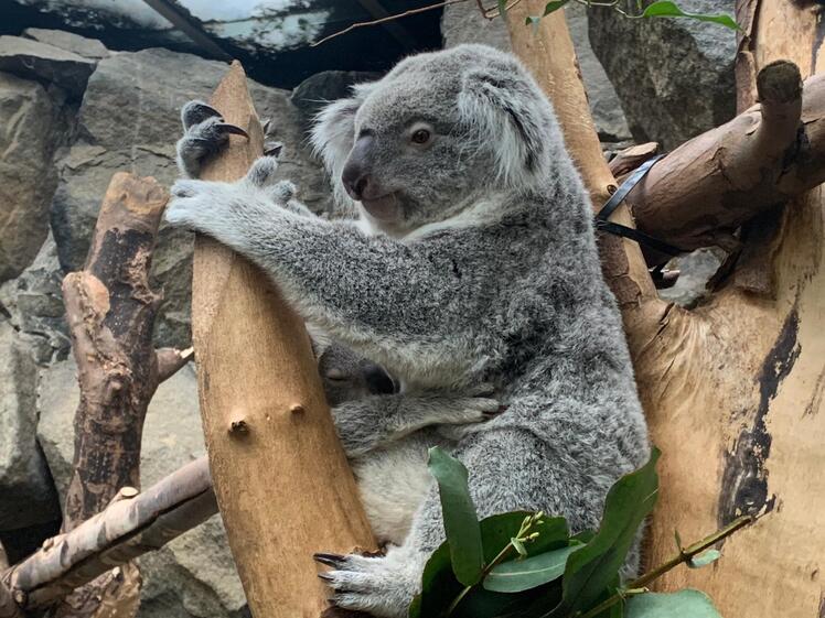 Koala Killed in Brutal Dragging Attack as Suspect Identified