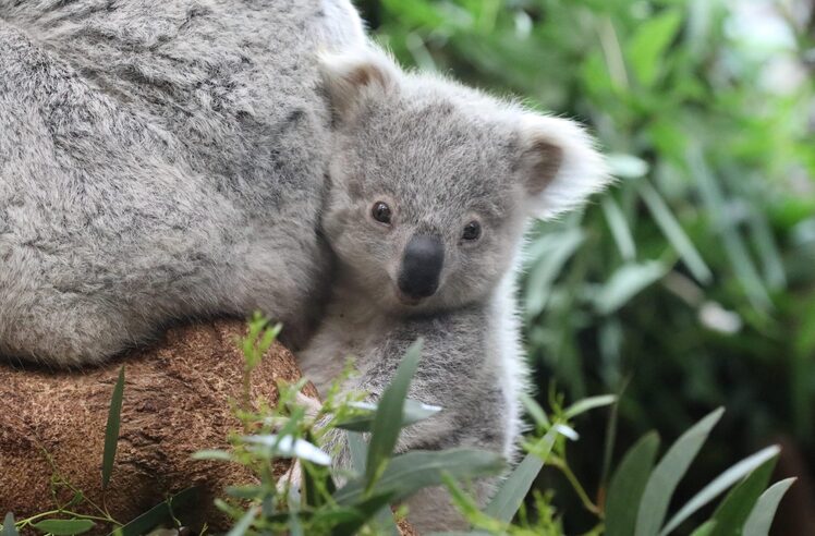 Koala Killed in Brutal Dragging Attack as Suspect Identified