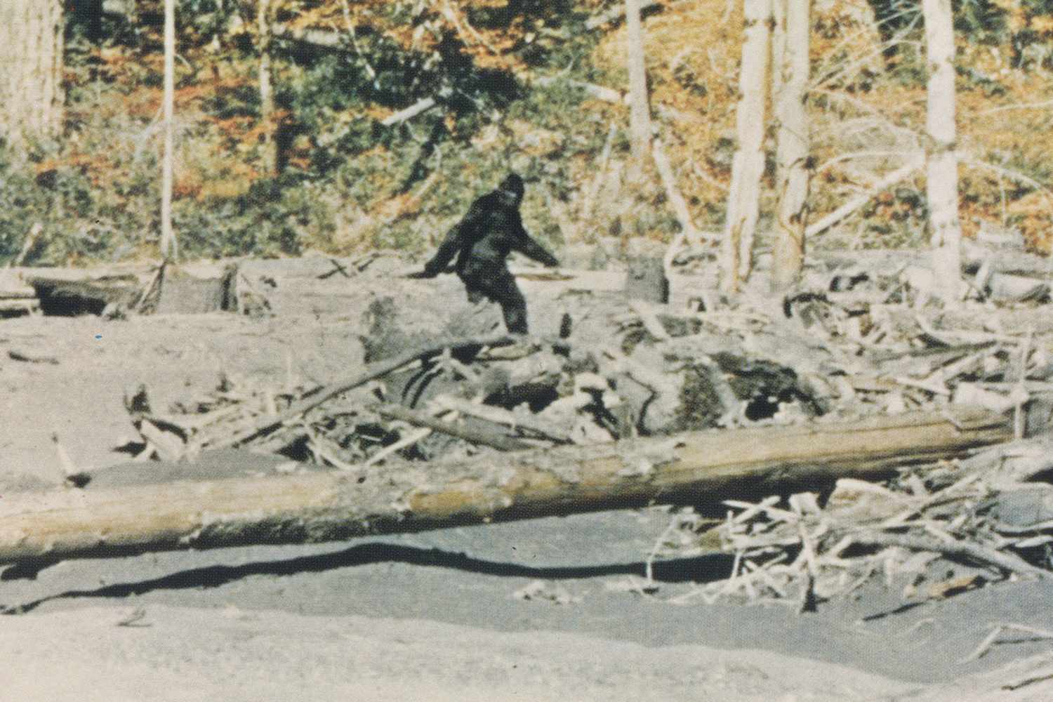 Ohio Residents Report Bigfoot Sightings With Screams and Footprints